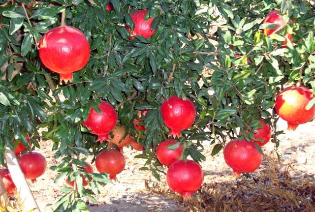 Manual básico para el cultivo del Granado - PortalFruticola.com