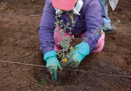 Guía básica para la producción de murta o murtilla - PortalFruticola.com