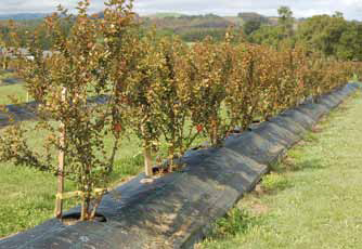 Guía básica para la producción de murta o murtilla - PortalFruticola.com