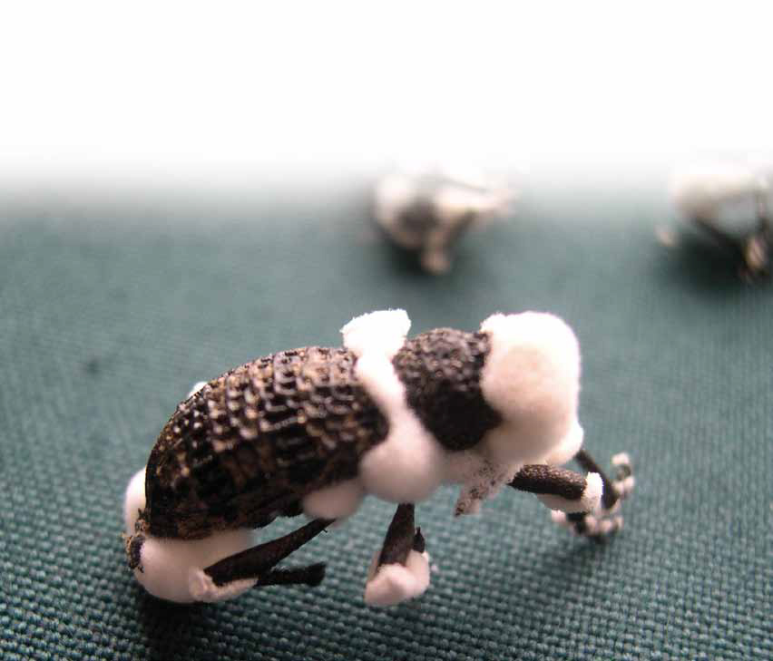 Control de plagas con hongos entomopatógenos - PortalFruticola.com