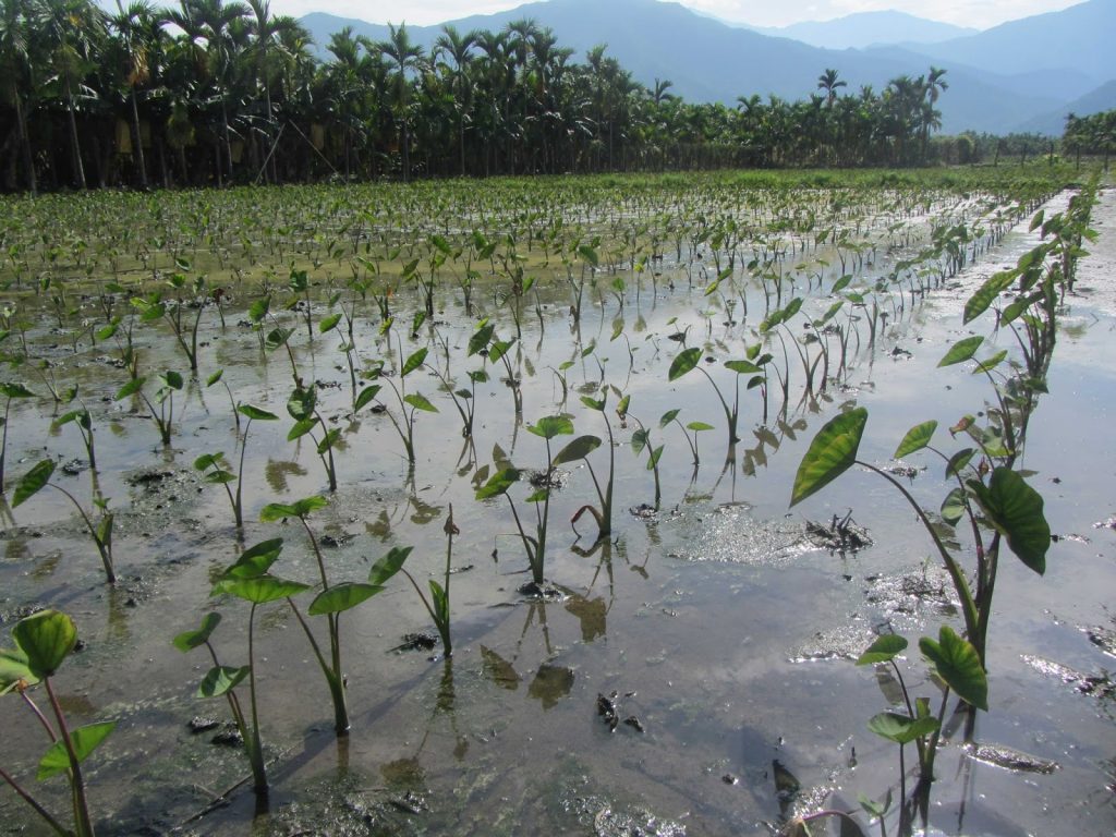 Fisiología Del Estrés Hídrico Por Exceso De Agua En Las Plantas