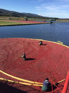 Cranberries, sus beneficios y la producción en Chile - PortalFruticola.com