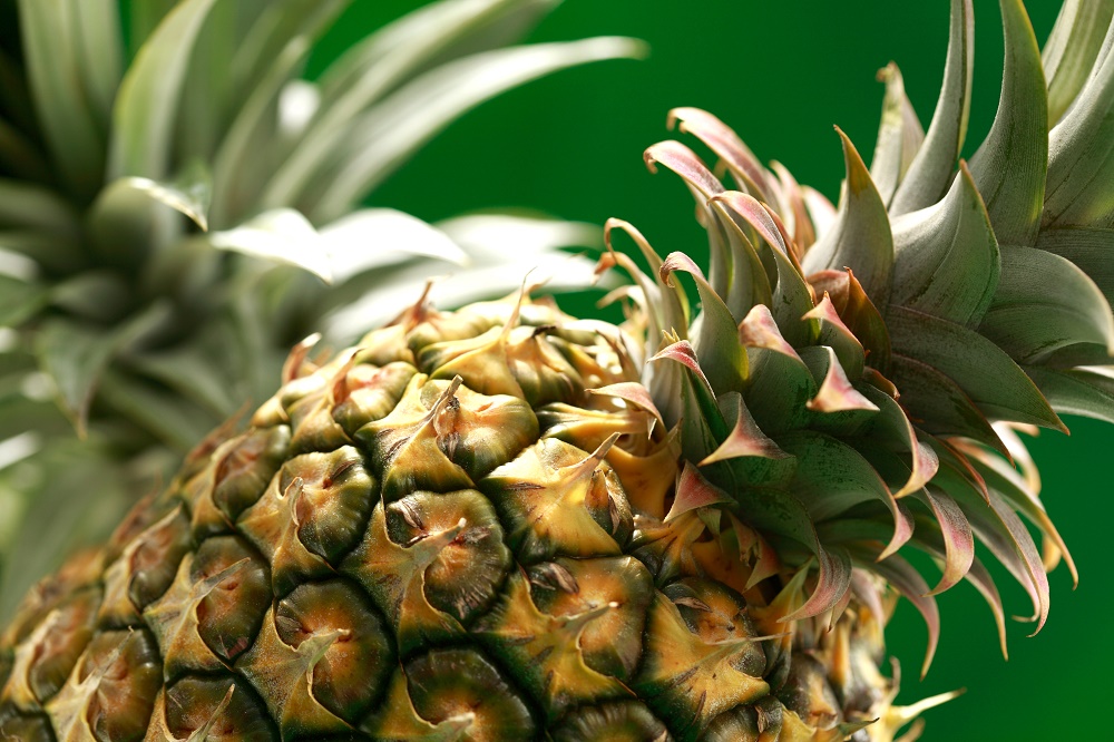 Costa Rica y Colombia siguen creciendo en la exportación de Piñas hacia ...