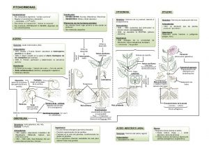 Las fitohormonas en la fisiología de las plantas - PortalFruticola.com