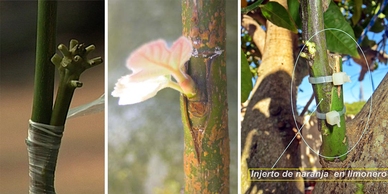 Injerto y patrón en frutales. Compatibilidades - PortalFruticola.com