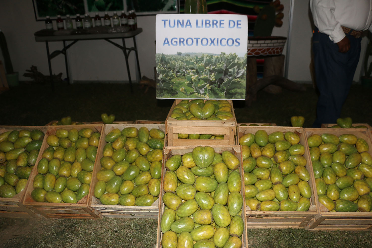 Estado de México busca que los productores de tuna mejoren la calidad ...