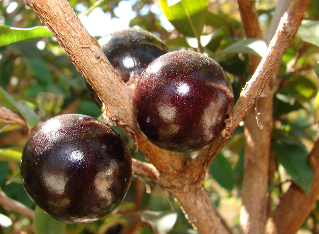 ¿Con qué frutas se alimentan los deportistas olímpicos en Brasil ...