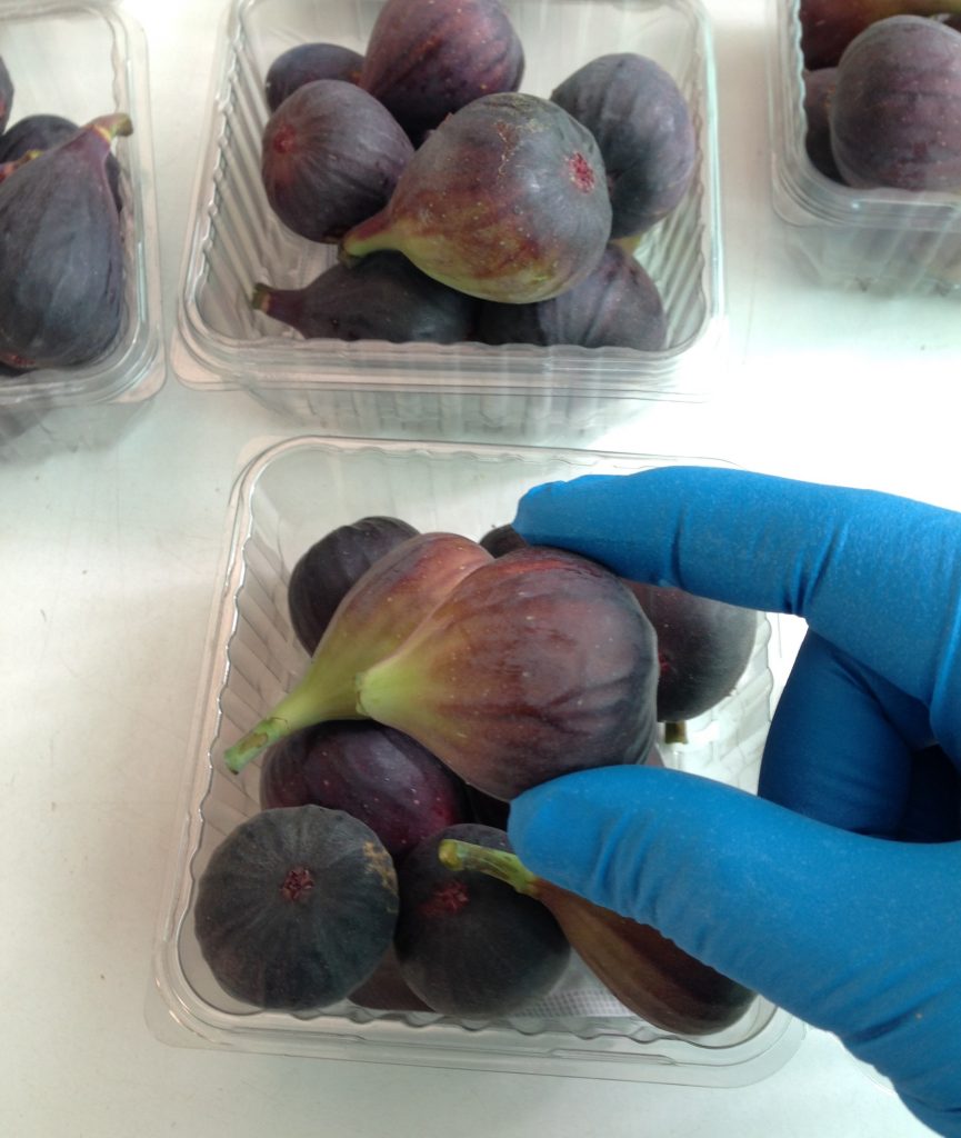 Higos chilenos: Altos en antioxidantes, enfocados en mercados de nicho ...
