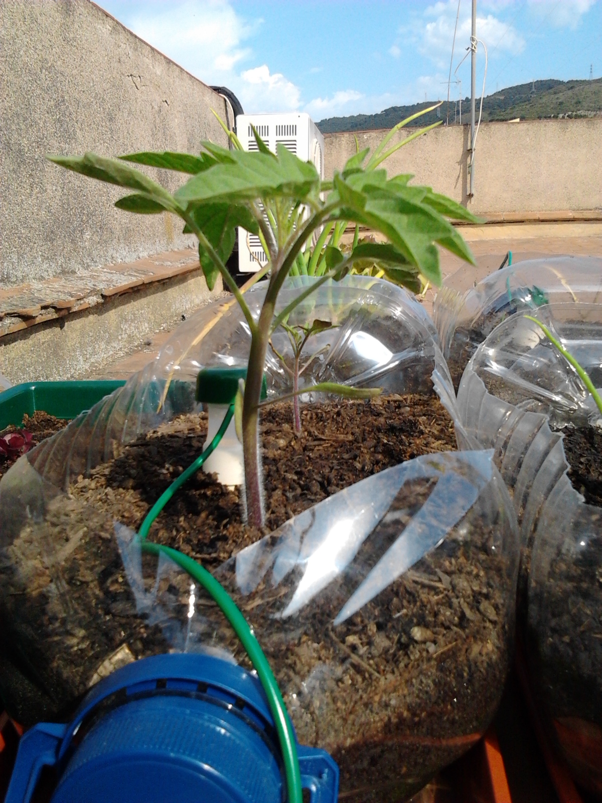 Cómo fabricar un sistema de riego automático con membranas y capilaridad - PortalFruticola.com