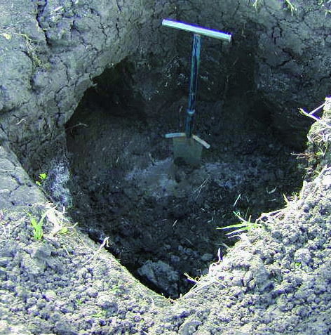 Calicatas, toma de muestras, y descripción de suelos - PortalFruticola.com
