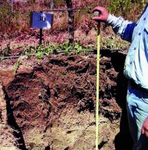 Calicatas, toma de muestras, y descripción de suelos - PortalFruticola.com