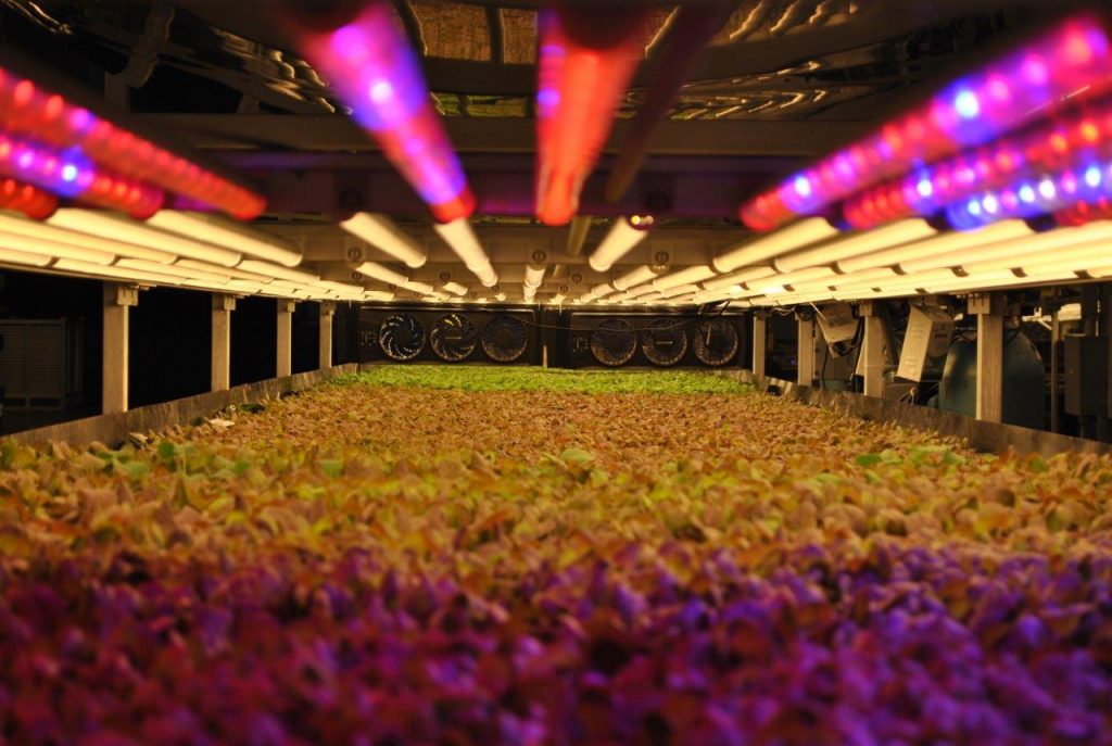 La granja vertical más grande del mundo genera productividad, escala y ...