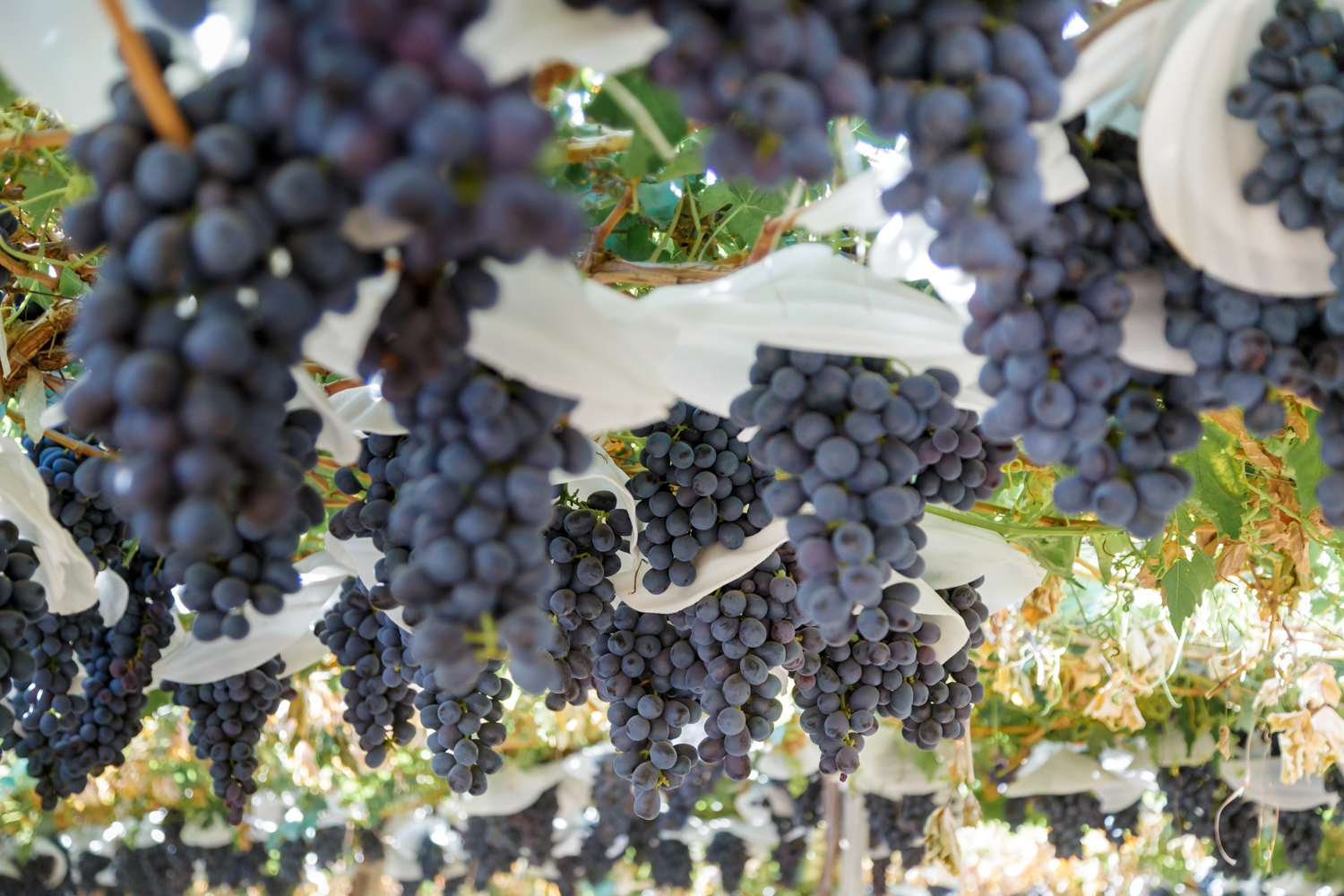 Variedad de uva chilena Iniagrape-one triplicará exportaciones ...