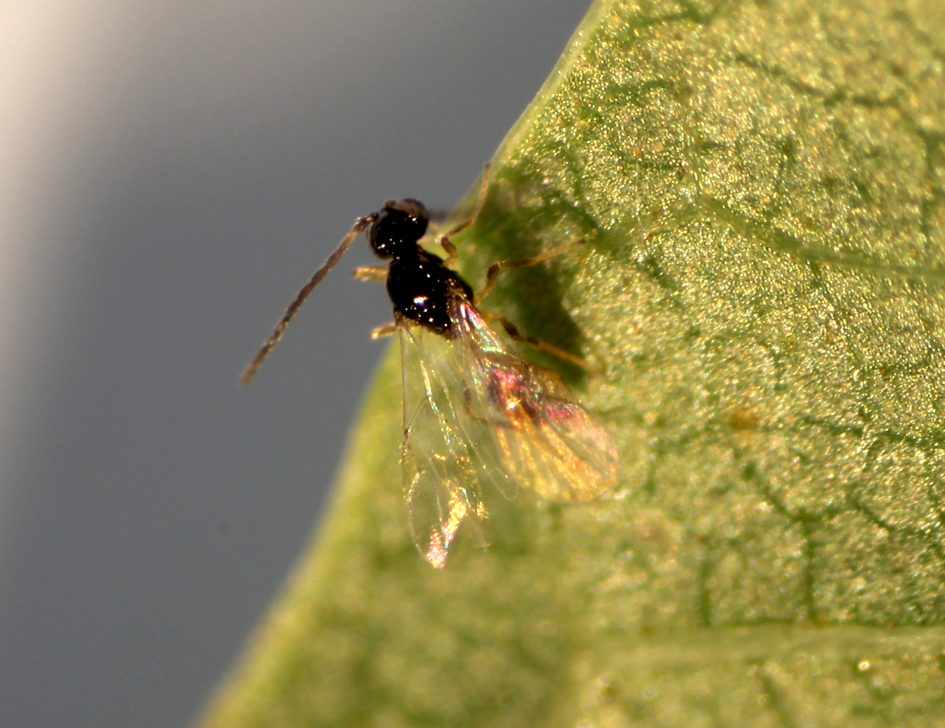 Columna técnica: Biología y control biológico del pulgón del nogal ...
