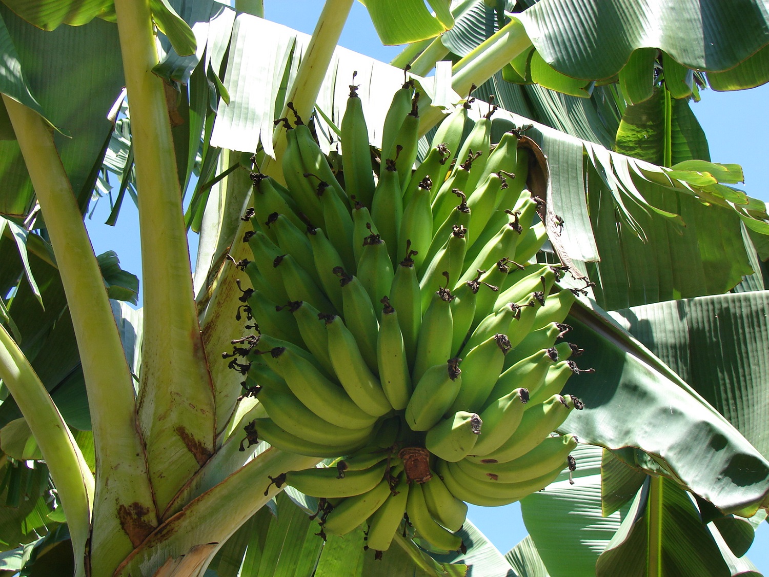 Primeras variedades de banano de Brasil se cosechan en África ...