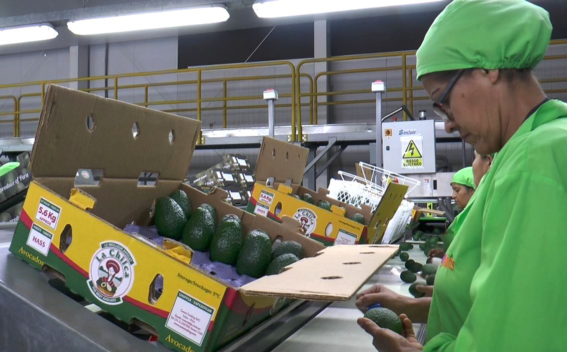 Perú: Primer contenedor de palta Hass de la Sierra parte a China ...