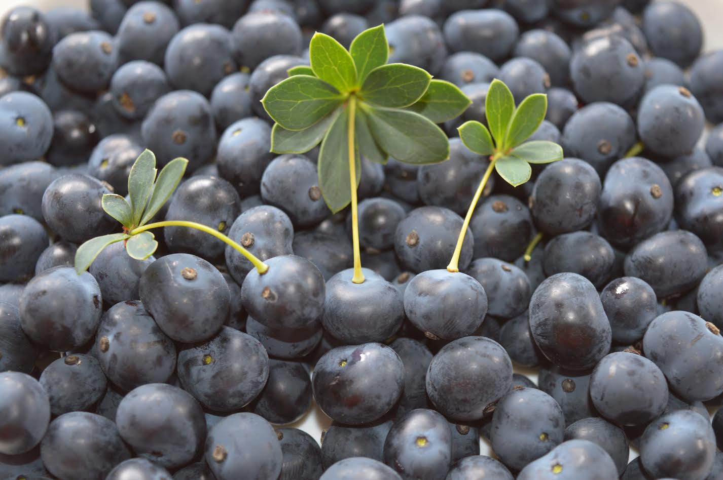 Conociendo el antioxidante más potente del mundo, el calafate ...