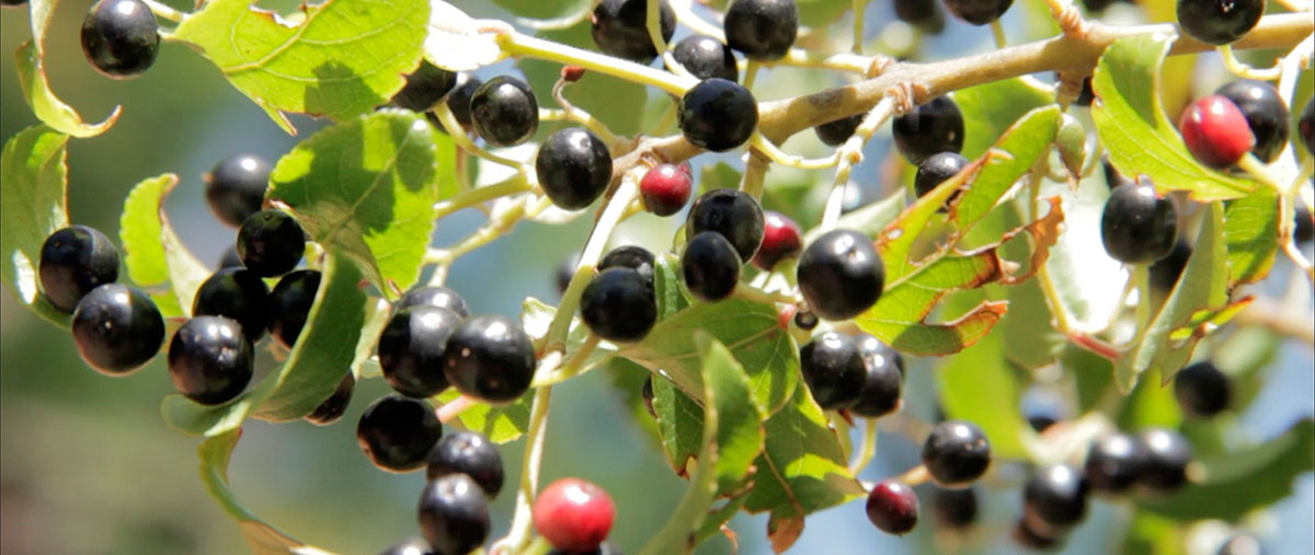 Guía básica para el cultivo del maqui, un berry nativo de Chile ...