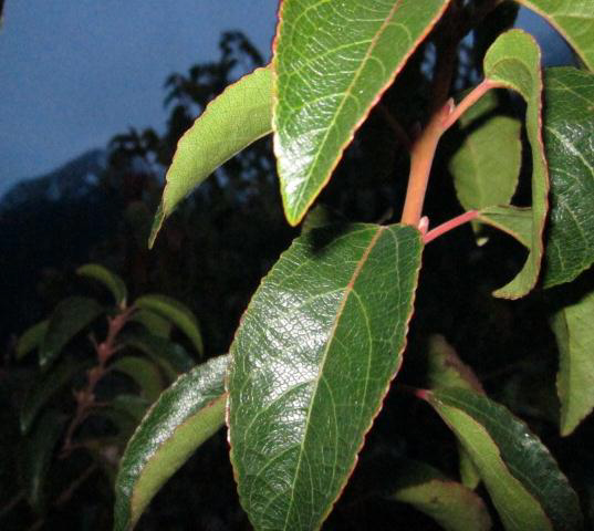 Guía básica para el cultivo del maqui, un berry nativo de Chile ...