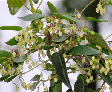 Guía básica para el cultivo del maqui, un berry nativo de Chile ...