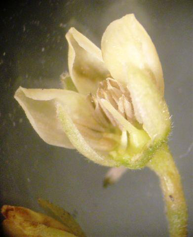 Guía básica para el cultivo del maqui, un berry nativo de Chile ...