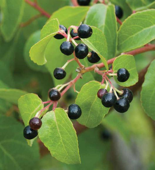 Guía básica para el cultivo del maqui, un berry nativo de Chile ...