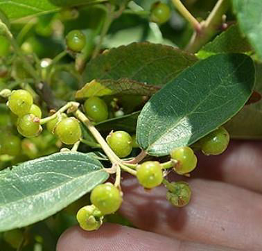 Guía básica para el cultivo del maqui, un berry nativo de Chile ...