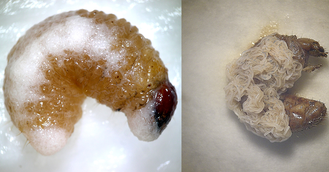 Agrotecnia: Uso de nemátodos entomopatógenos en el control de plagas ...