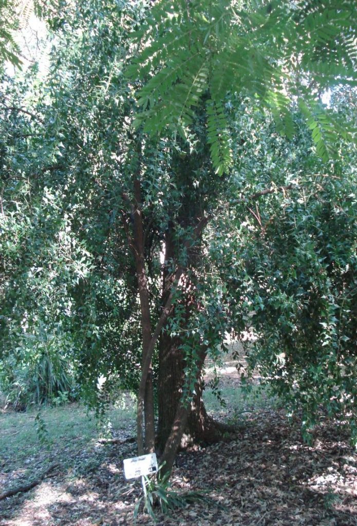Qué son las plantas epífitas, parásitas, hongos simbiontes y su impacto ...