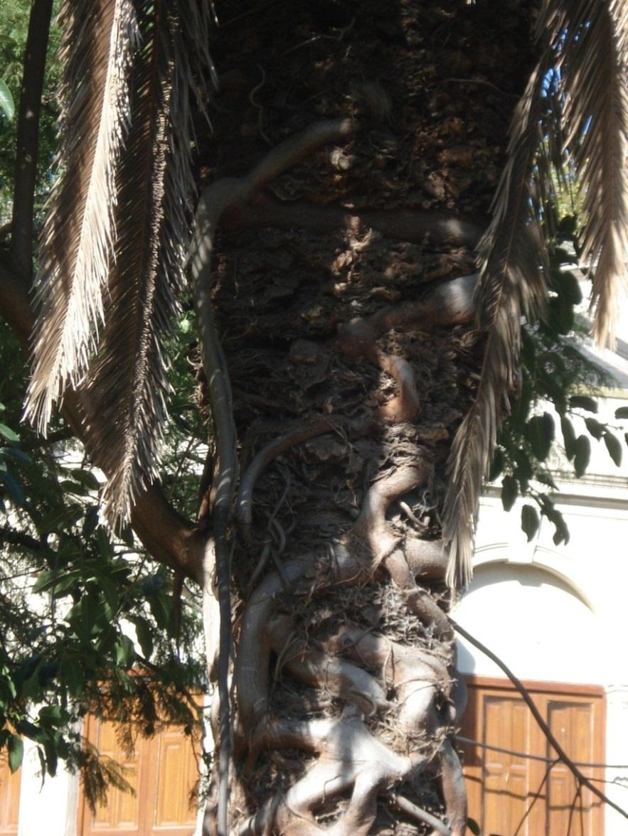 Qué son las plantas epífitas, parásitas, hongos simbiontes y su impacto ...