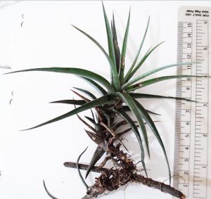 Qué son las plantas epífitas, parásitas, hongos simbiontes y su impacto ...