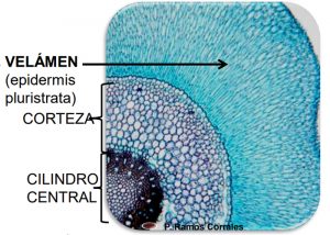 Qué son las plantas epífitas, parásitas, hongos simbiontes y su impacto ...
