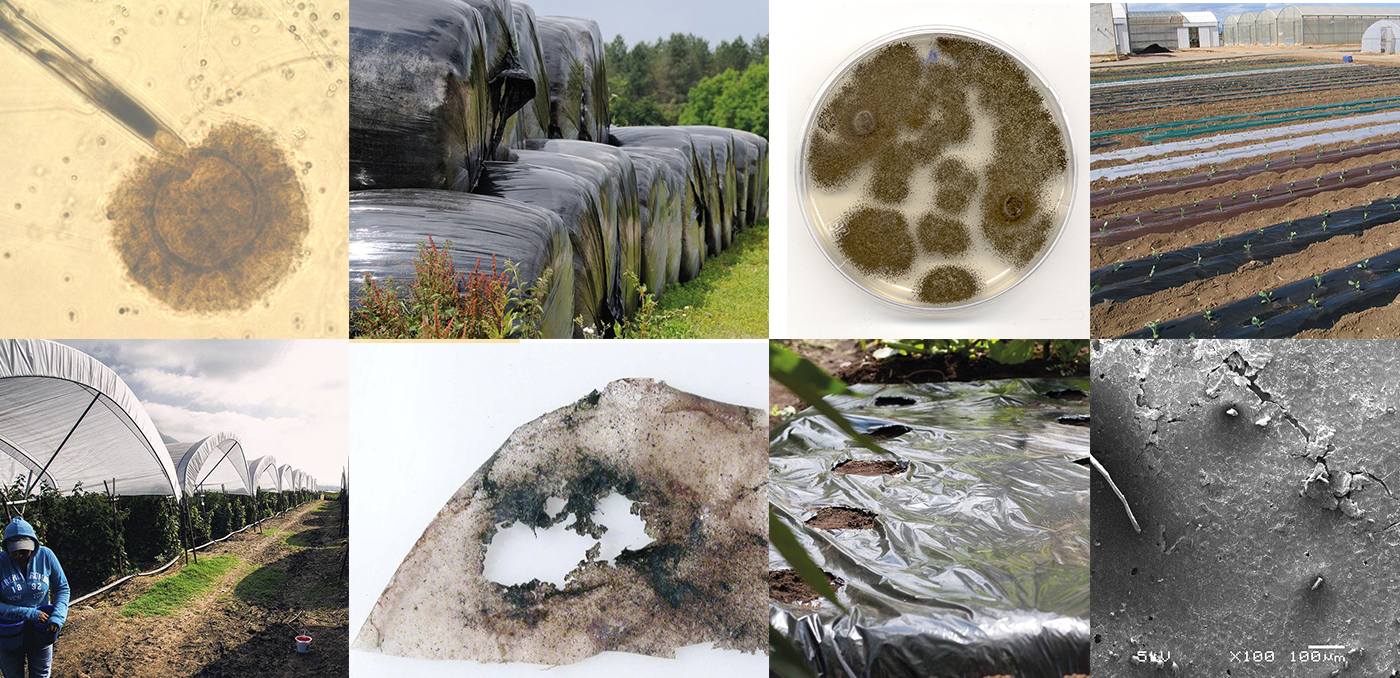 Aspergillus tubingensis: Hongo capaz de degradar plástico sin dejar ...