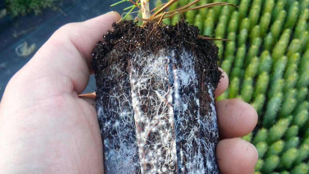 Qué son las plantas epífitas, parásitas, hongos simbiontes y su impacto ...