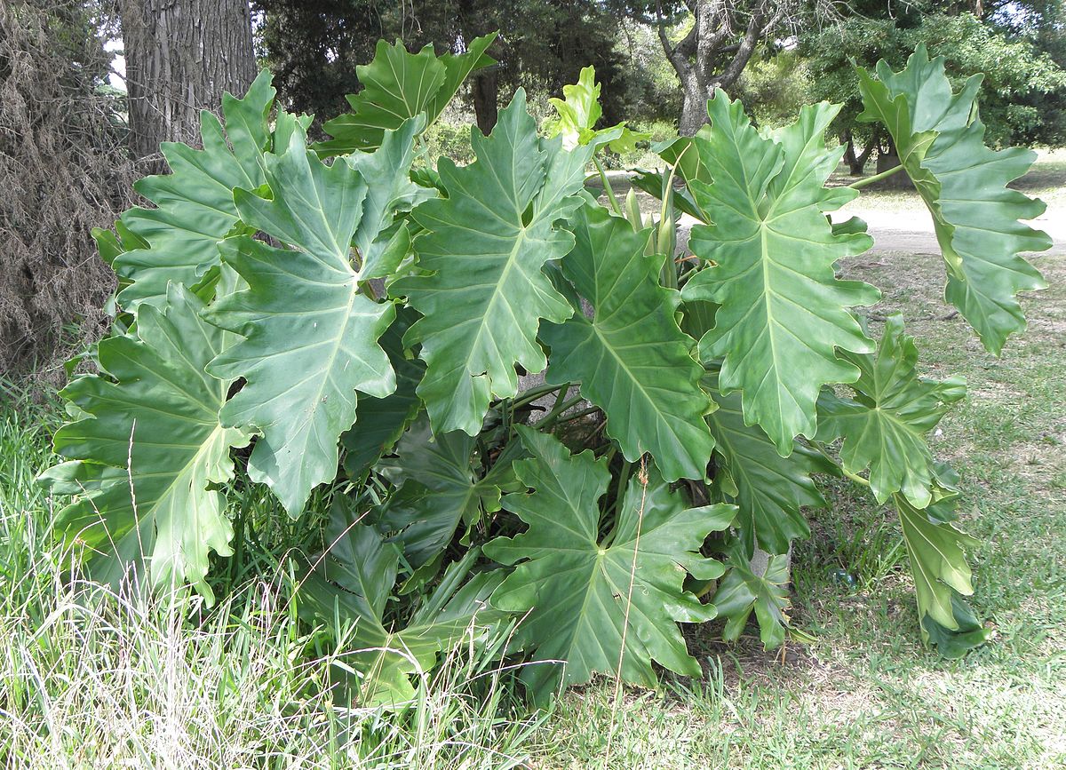 Qué son las plantas epífitas, parásitas, hongos simbiontes y su impacto ...