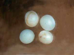 Reconocimiento y control del insecto Pololo o San Juan verde chico ...