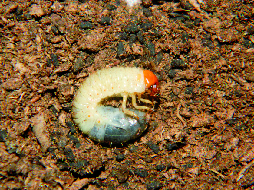 Reconocimiento y control del insecto Pololo o San Juan verde chico ...