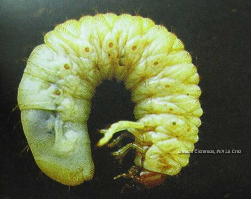 Reconocimiento y control del insecto Pololo o San Juan verde chico ...