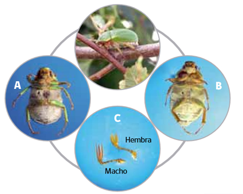Reconocimiento y control del insecto Pololo o San Juan verde chico ...