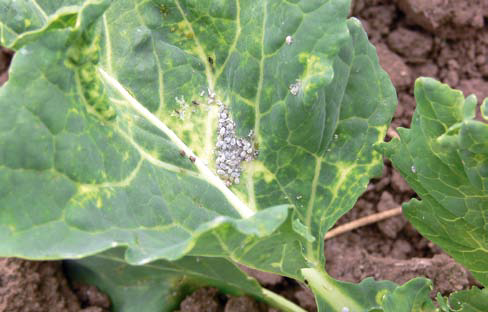Reconocimiento del pulgón de las crucíferas - PortalFruticola.com