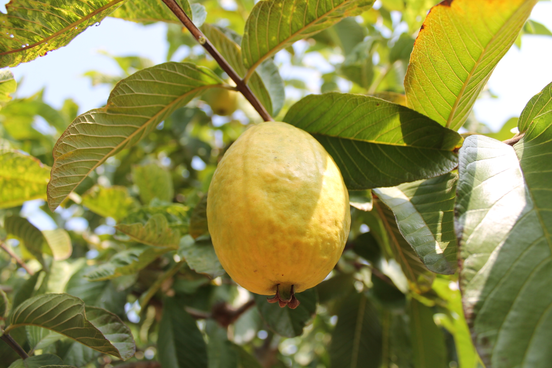 Corpoica lanzó dos nuevas variedades de guayaba en Colombia ...