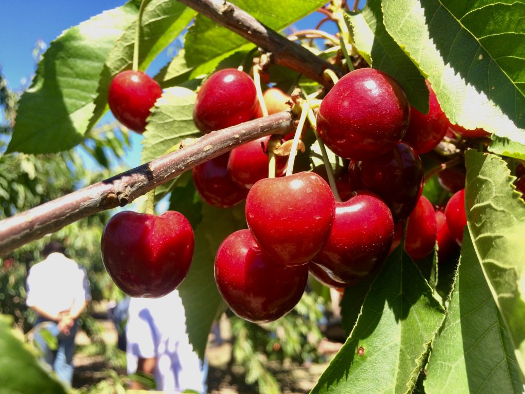 Evaluación de cosecha de cerezas Frisco entregó resultados promisorios - PortalFruticola.com