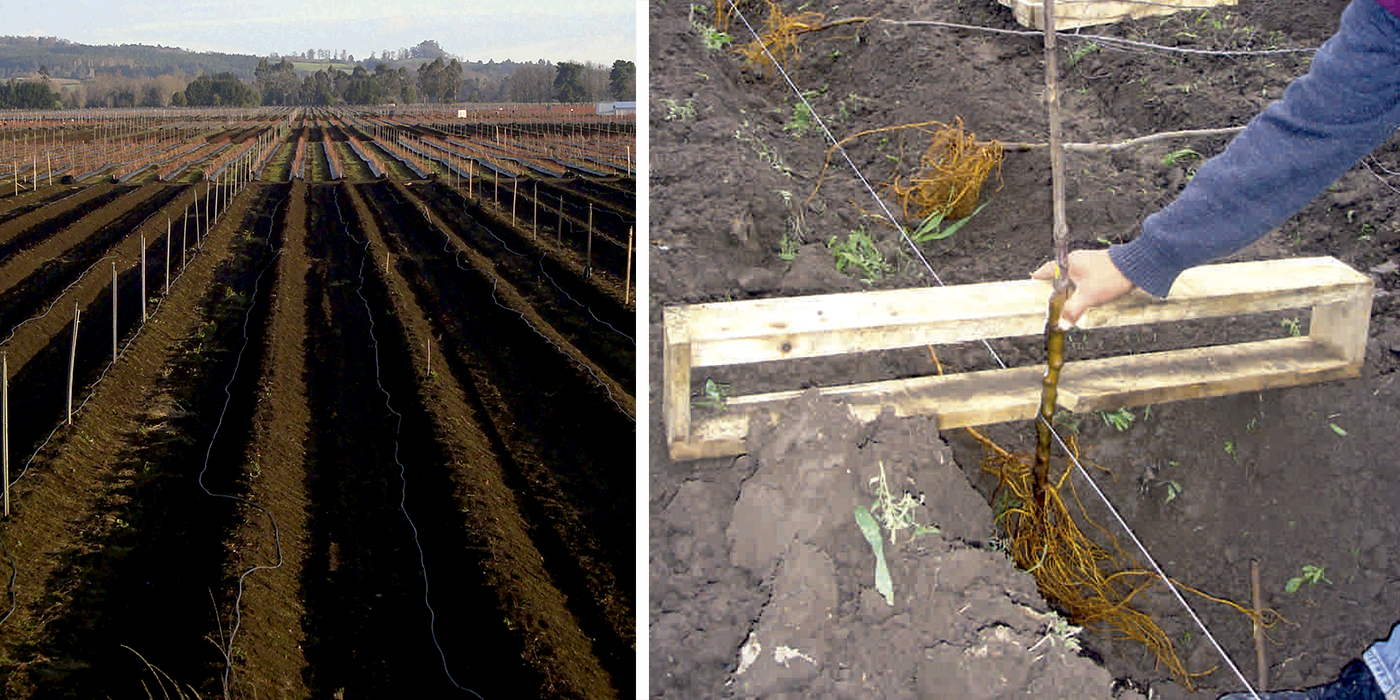 Guía para construir camellones de calidad en plantaciones ...