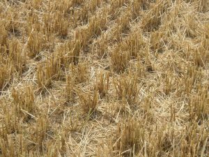 La importancia del barbecho en la agricultura. Tipos de barbechos ...