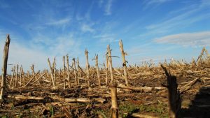 La importancia del barbecho en la agricultura. Tipos de barbechos ...