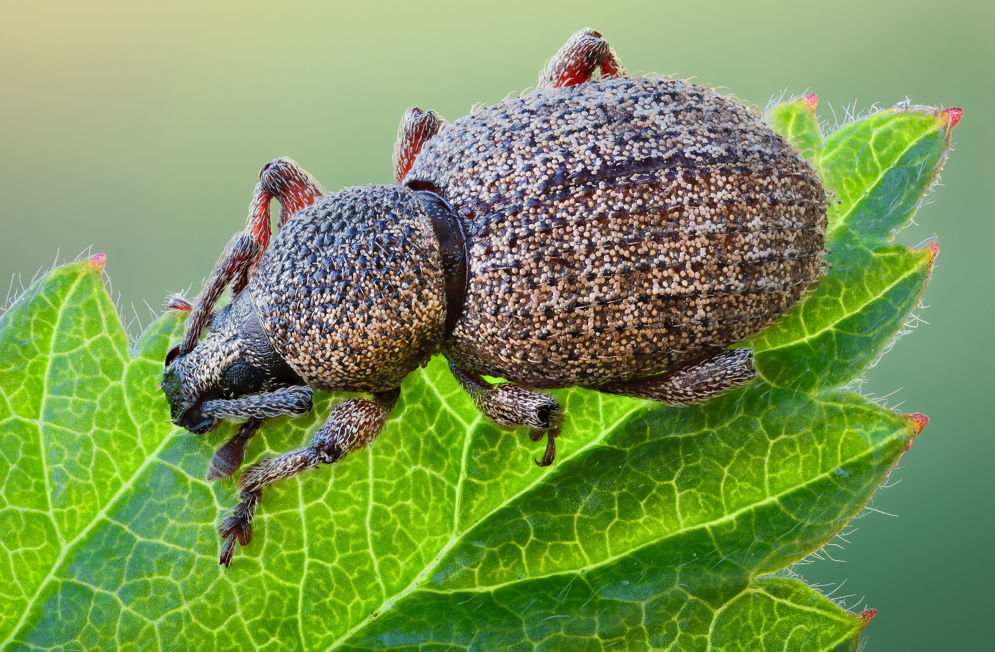 Reconocimiento del gorgojo de la vid o gorgojo de los invernaderos ...
