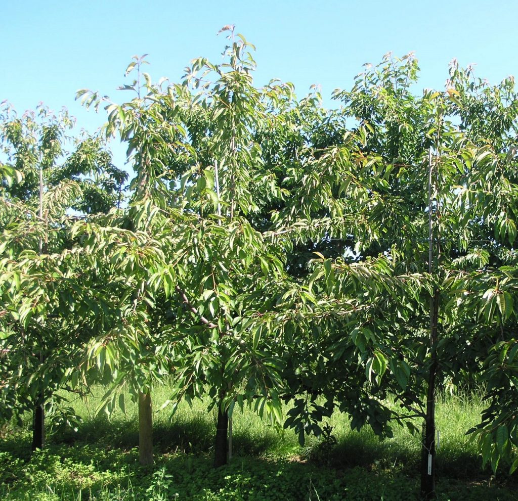 Nuevas variedades de cerezas de República Checa están disponibles para ...