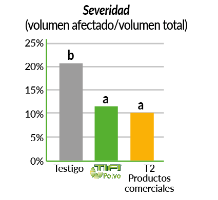 TIFI Polvo inhibe el crecimiento de botritis al 100% - PortalFruticola.com