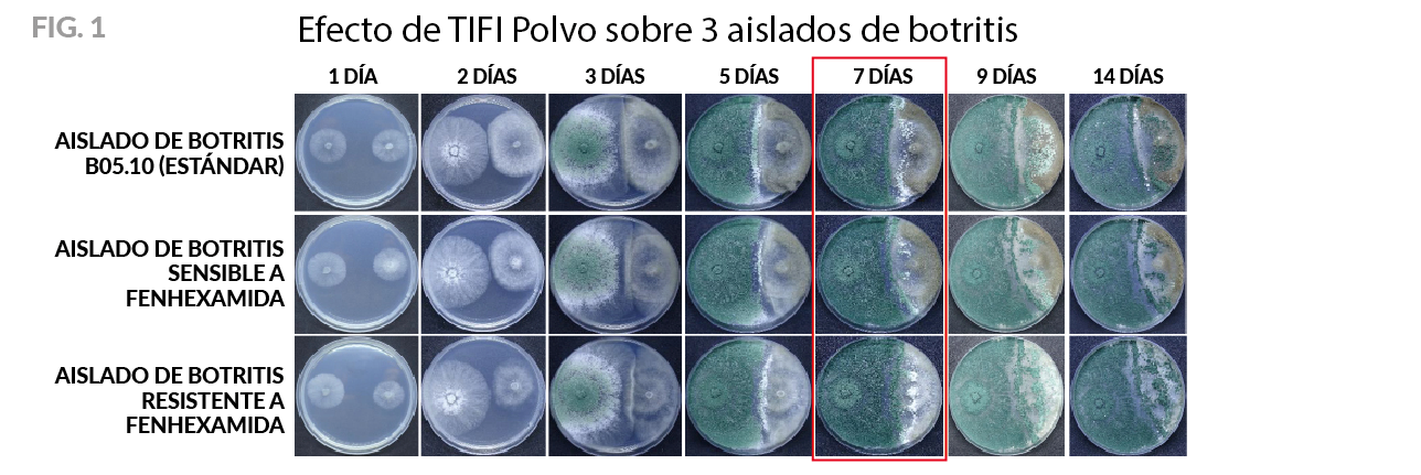 TIFI Polvo inhibe el crecimiento de botritis al 100% - PortalFruticola.com