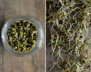 Cómo cultivar brotes y germinados de granos de manera práctica ...